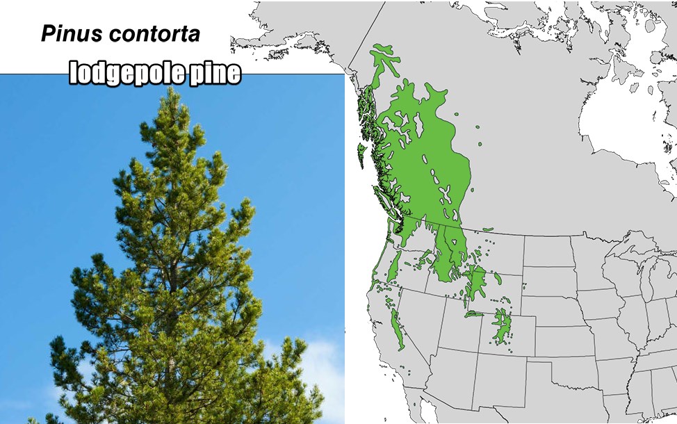 Geodummy | United States 🇺🇸